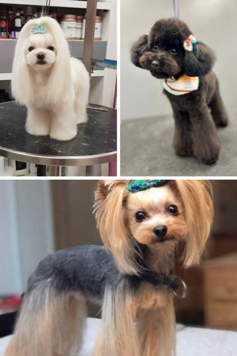 Dog Grooming Style Guide for Pet Parents - Groomed By Krista