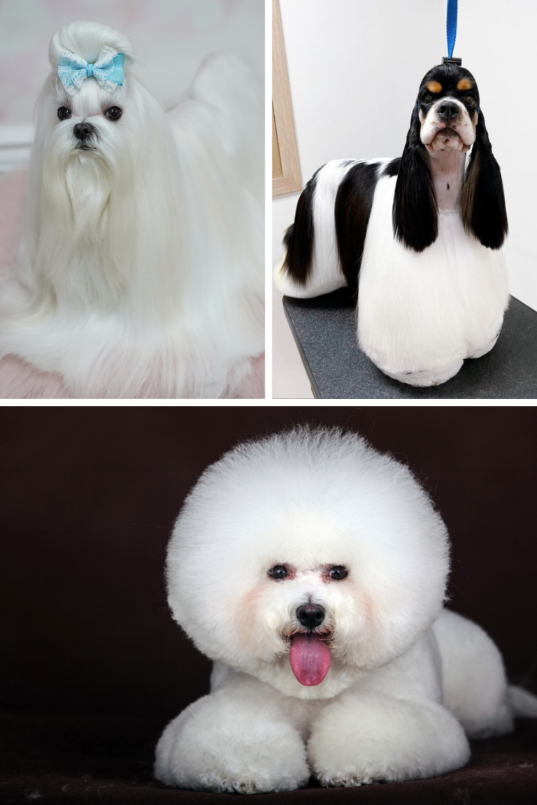 Dog Grooming Style Guide for Pet Parents - Groomed By Krista