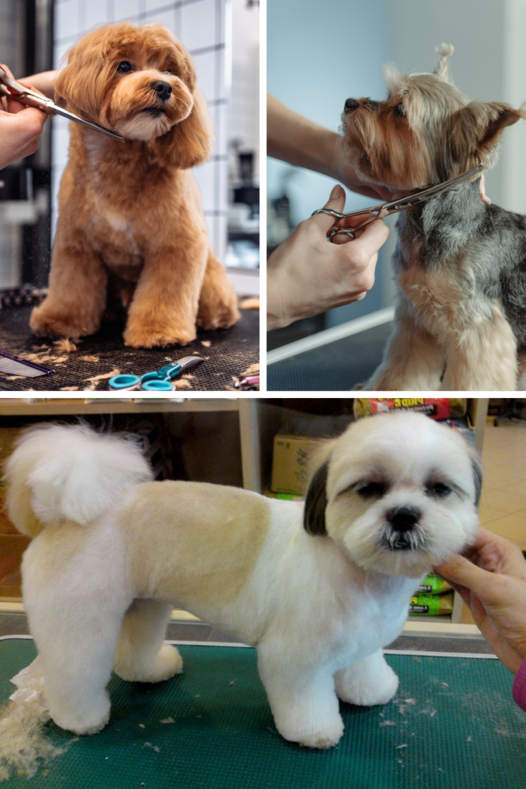 Dog Grooming Style Guide for Pet Parents - Groomed By Krista